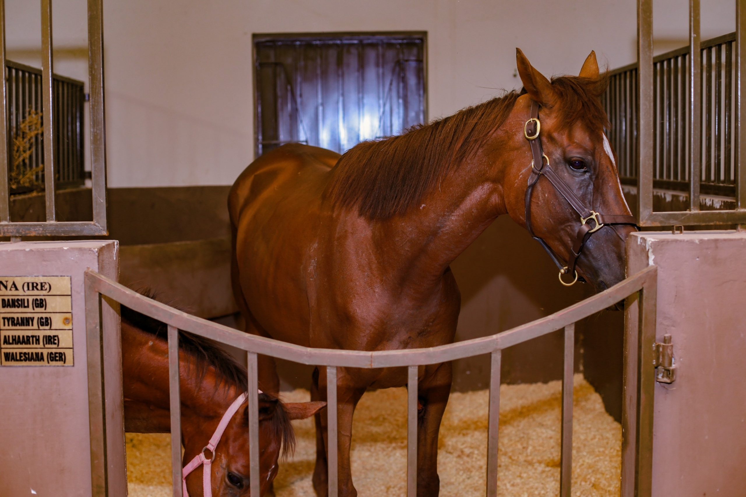 Gallery – Bhutta Stud Farm